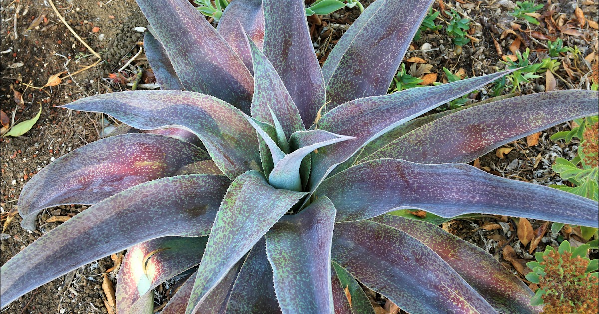 2018: the year of the mangave