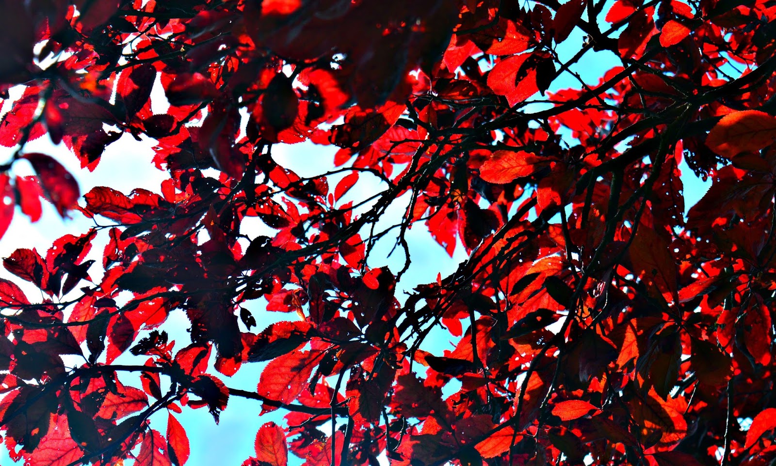 Lucys photography: Natural forms