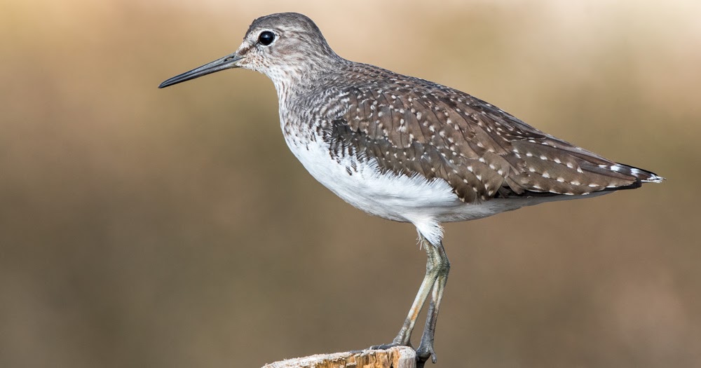 TERRA VIVA: BIQUE-BIQUE