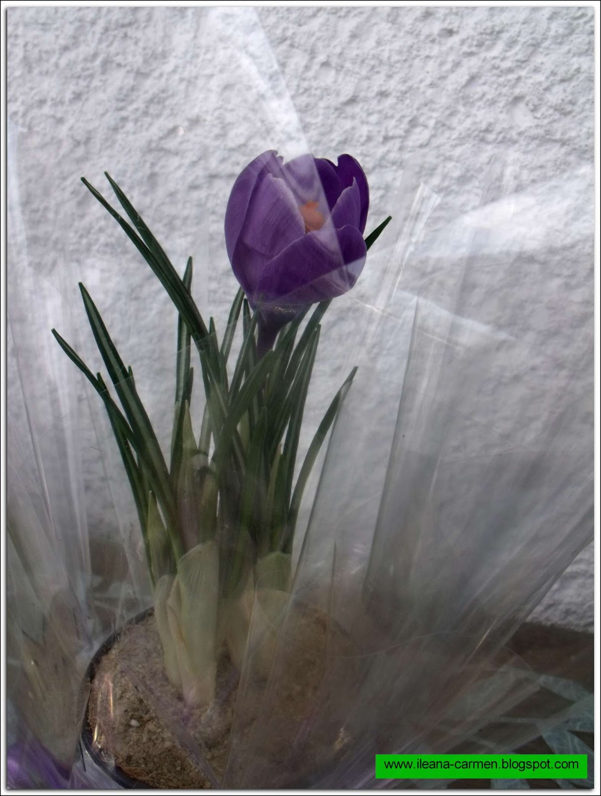 hobbies: TUTORIAL - 3d Crocuses Made by Quilling Method