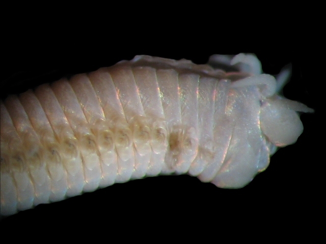 Eunicidae Berthold, 1827