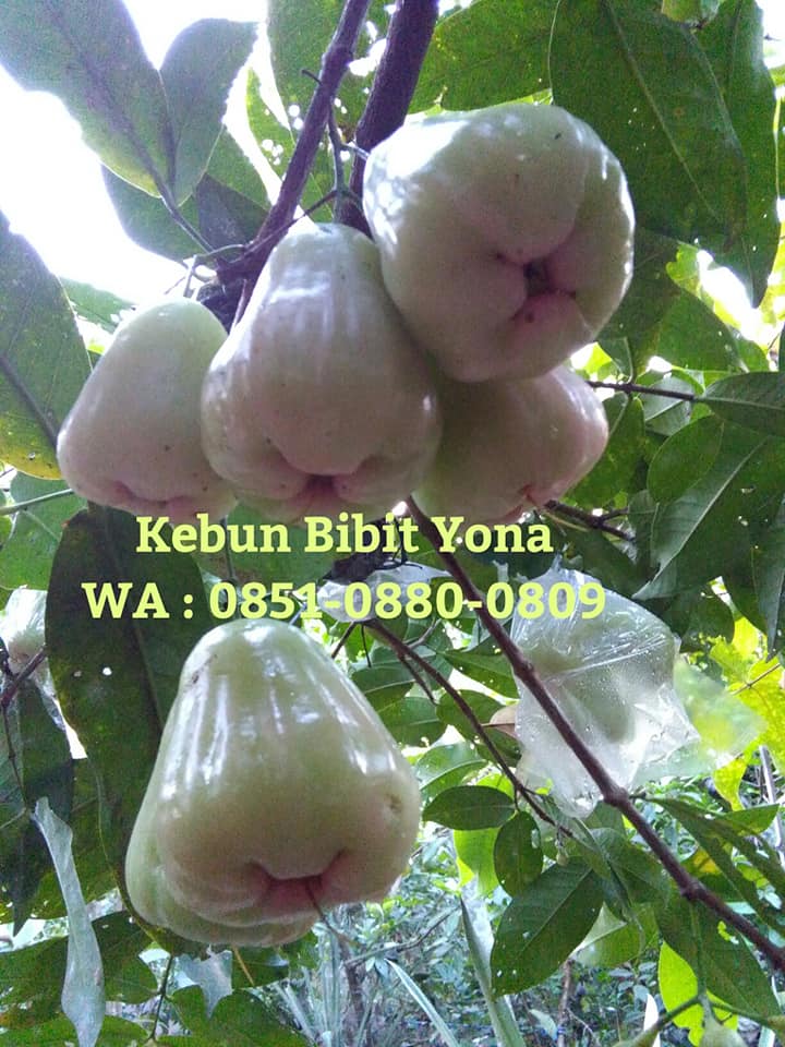 Jual Bibit Jambu Air Aneka Jenis Murah WA : 0851-0880-0809