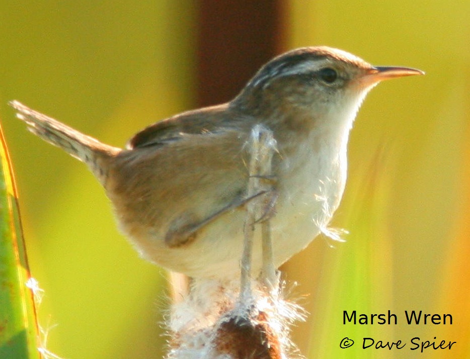 northeast naturalist: Marsh Wrens