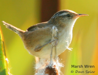 northeast naturalist: Marsh Wrens