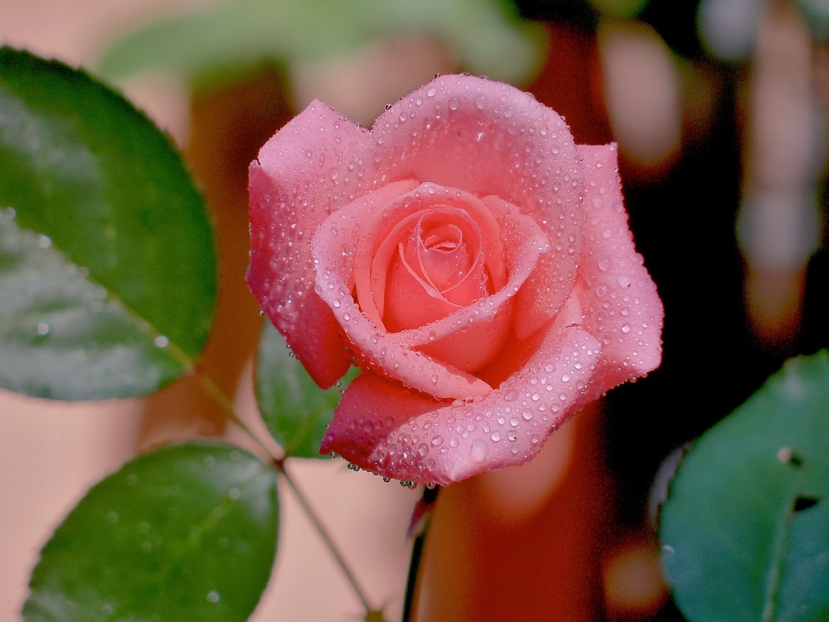 Banco de Imágenes Gratis: 20 fotos de rosas de colores para compartir ...