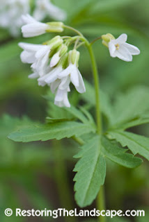 Restoring The Landscape With Native Plants: Native Plant of the Week ...