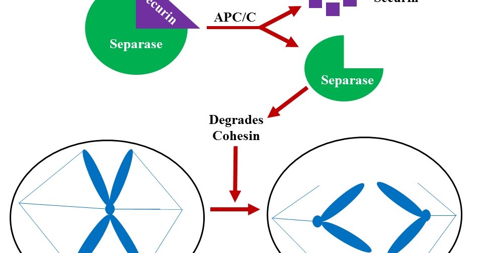 Why Arabidopsis Why: Anaphase Promoting Complex