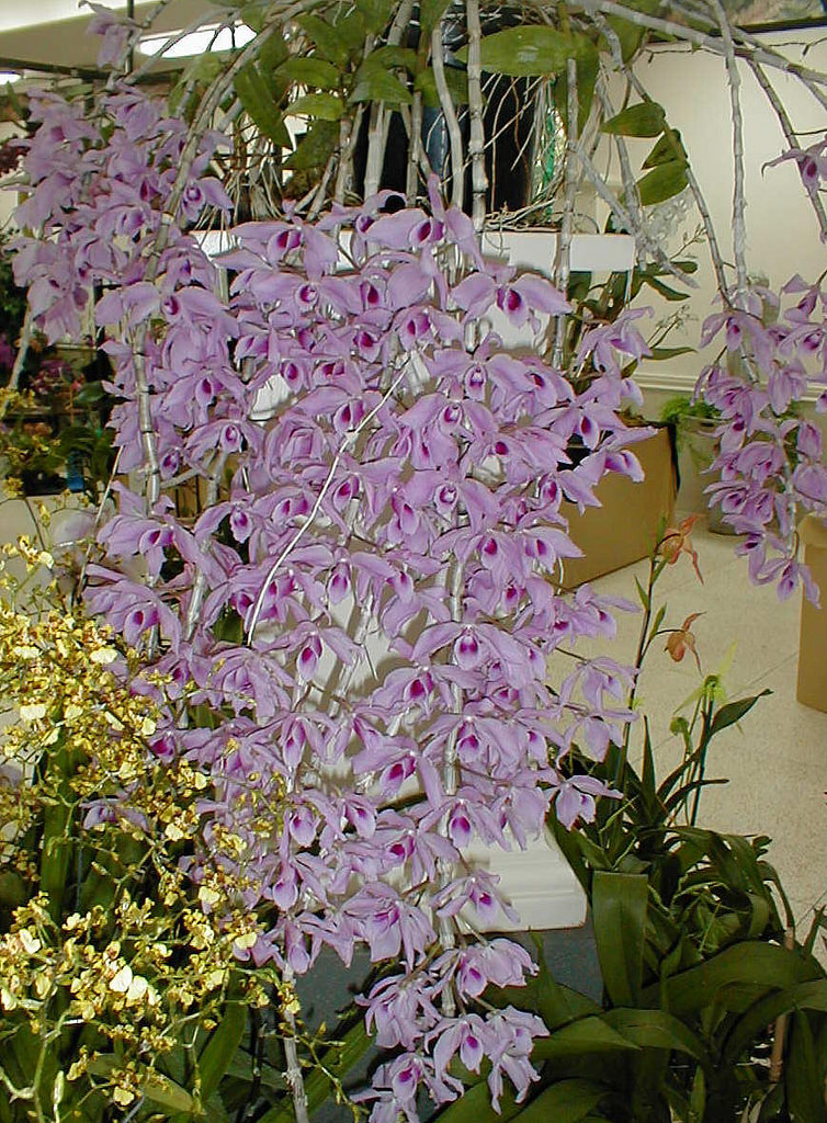 Dendrobium anosmum care and culture | Travaldo's blog