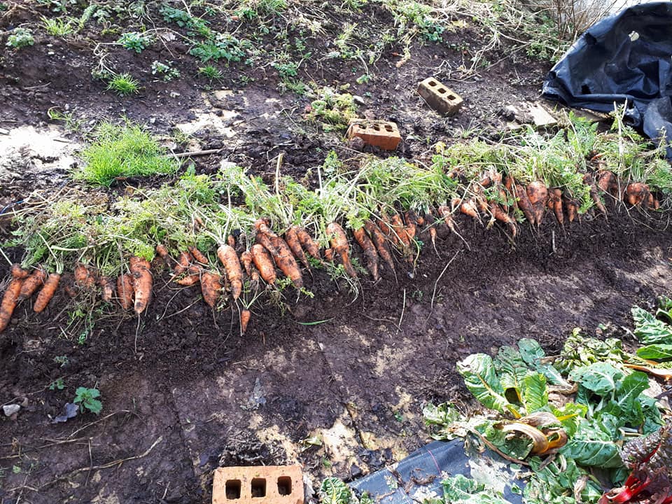 An English Homestead: Selecting Carrots For Seed Saving
