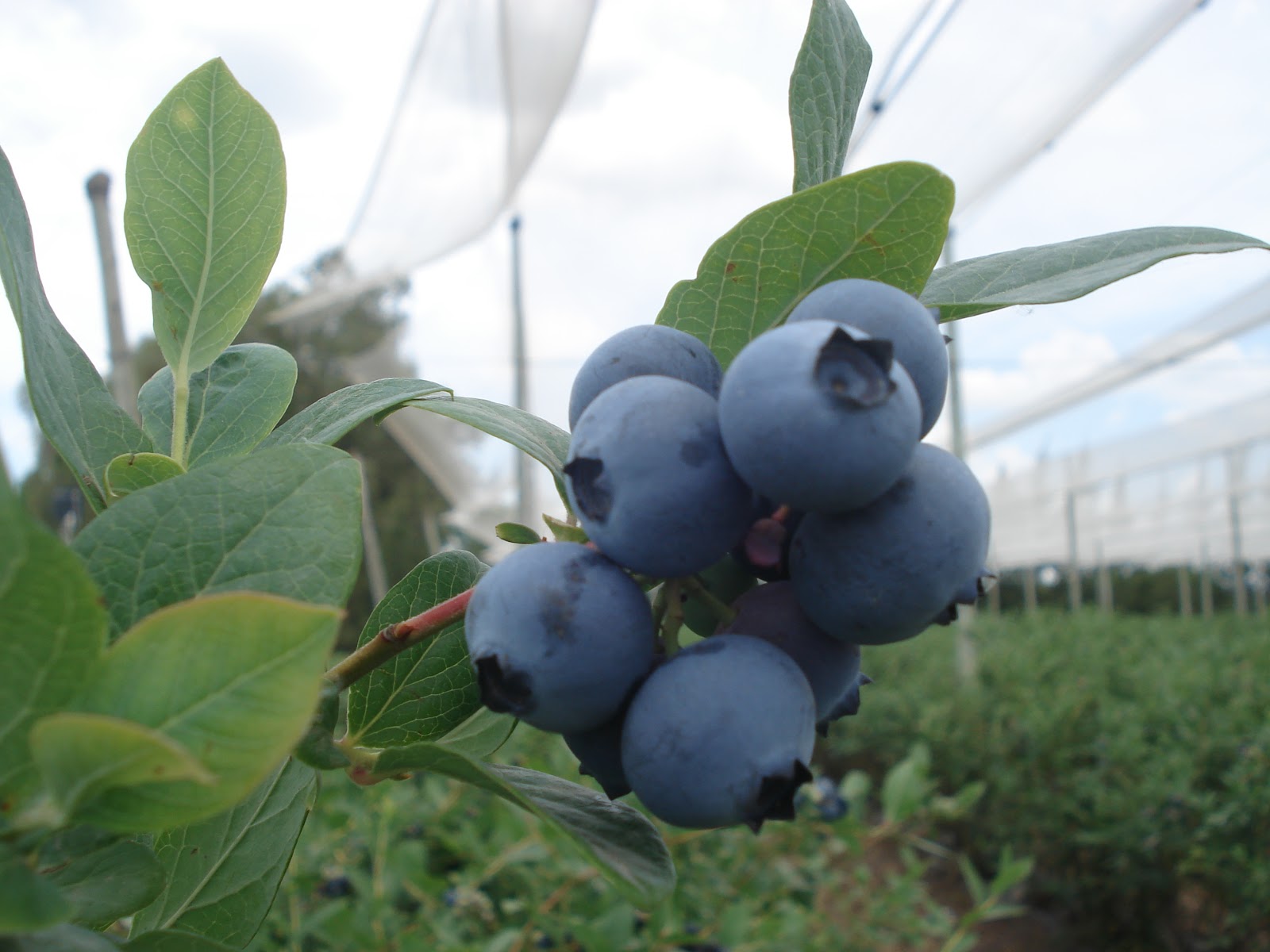 Arándano / Blueberry