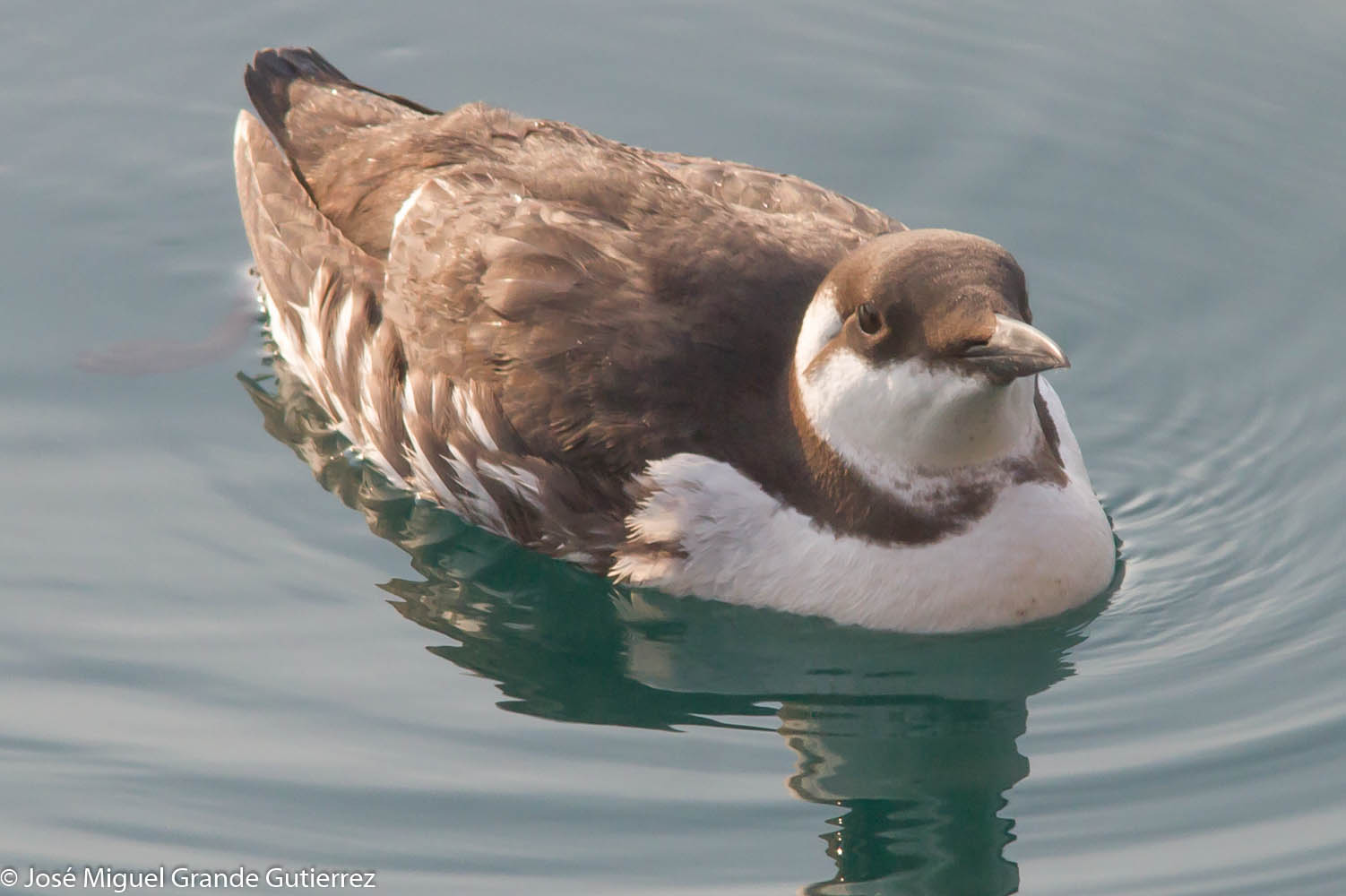 AVECEDARIO2016-UN MUNDO MARAVILLOSO: Arao común (Uria aalge)- Common ...