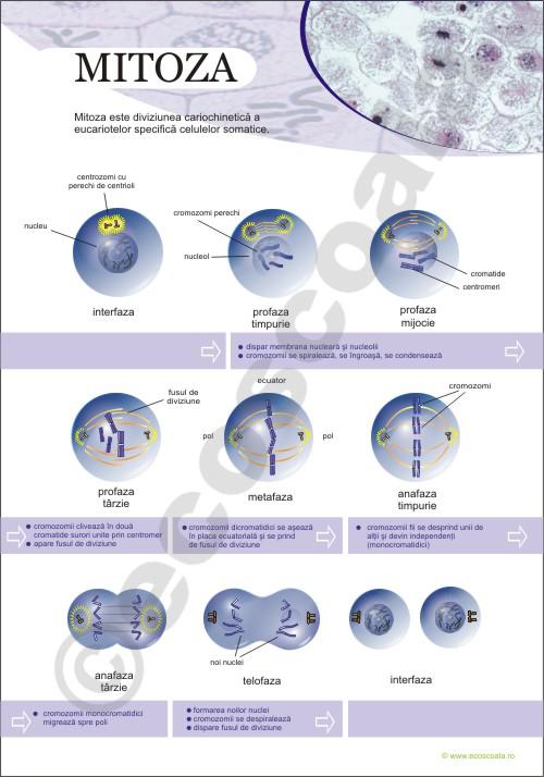 AMG: Anatomia si fiziologia omului , 2/1 Celula - Mitoza - Meioza