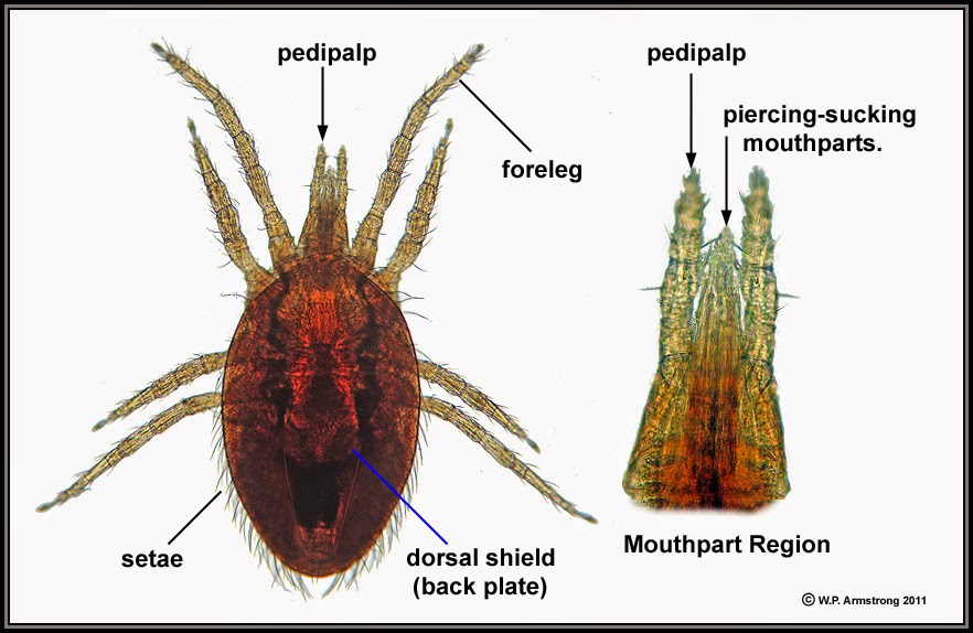 MPD 3233 VECTOR AND PEST CONTROL