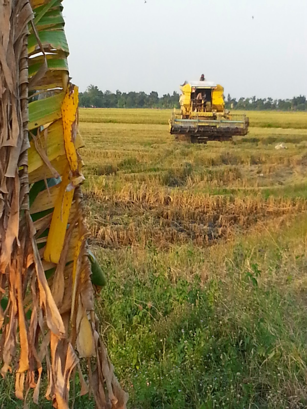 Musim menuai padi di Perlis ~ Homestay Tambun Tulang Arau Perlis