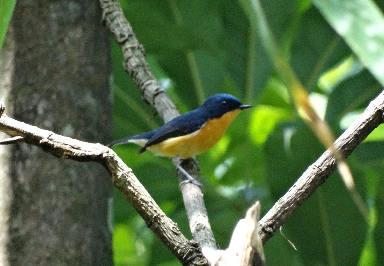 sunshinecoastbirds: North-East India Part 4: Karizanga to Tinsukia ...