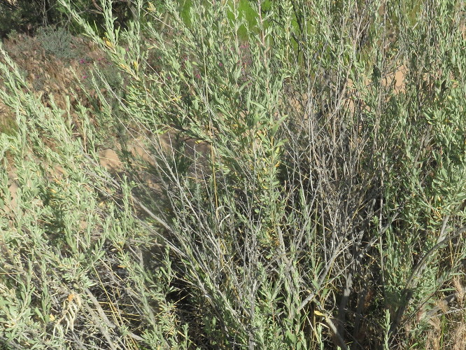 What's Up with Ellis: Hike to Tavasci Marsh