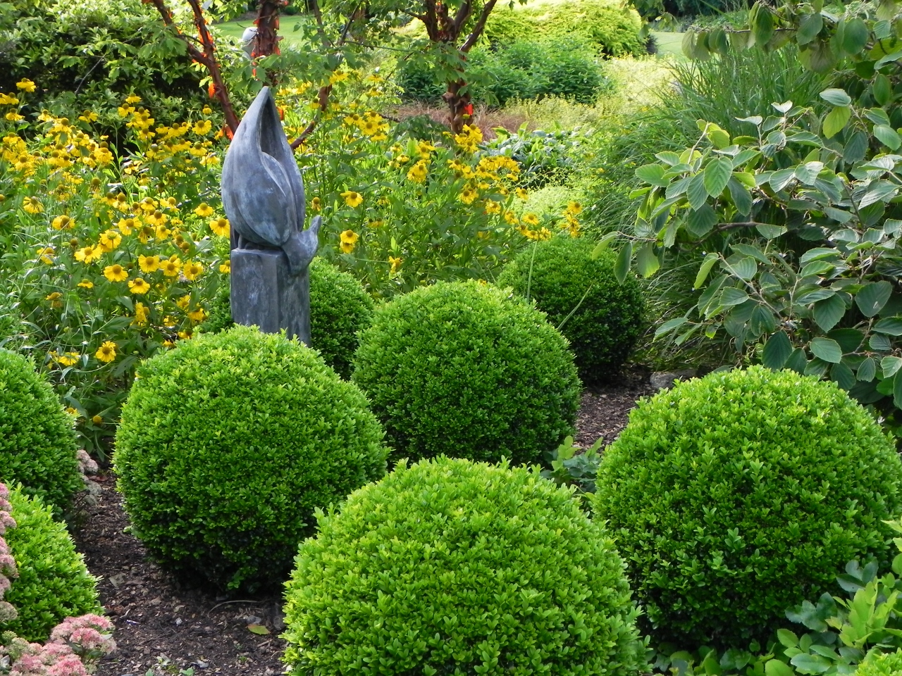 Buxus sempervirens «boj» - Id Plantae