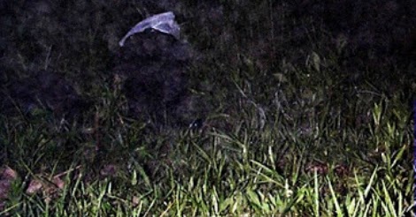 Phantoms and Monsters - Real Cryptid Encounter Reports - Fortean ...