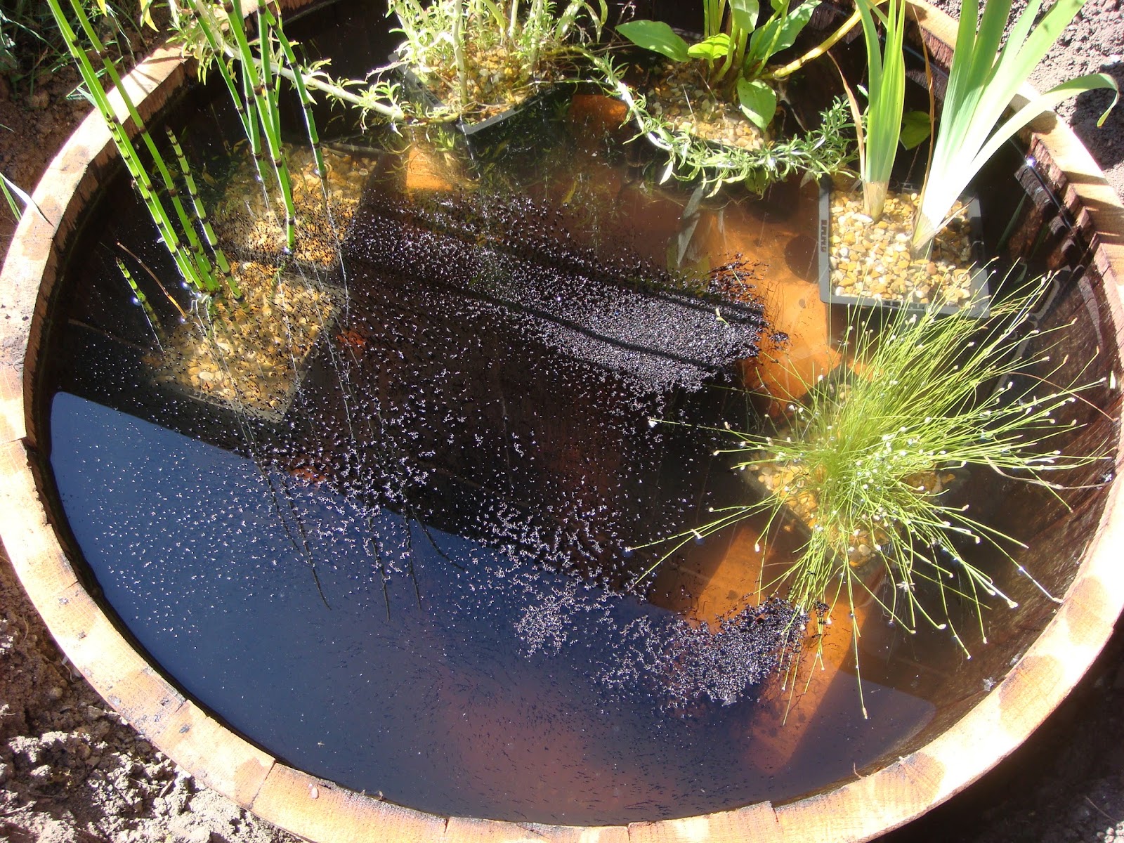 Veg patch from scratch: How to make a wildlife barrel pond