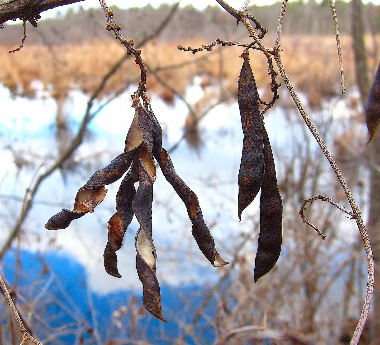 Saratoga woods and waterways: A Winter-weeds Walk at Bog Meadow