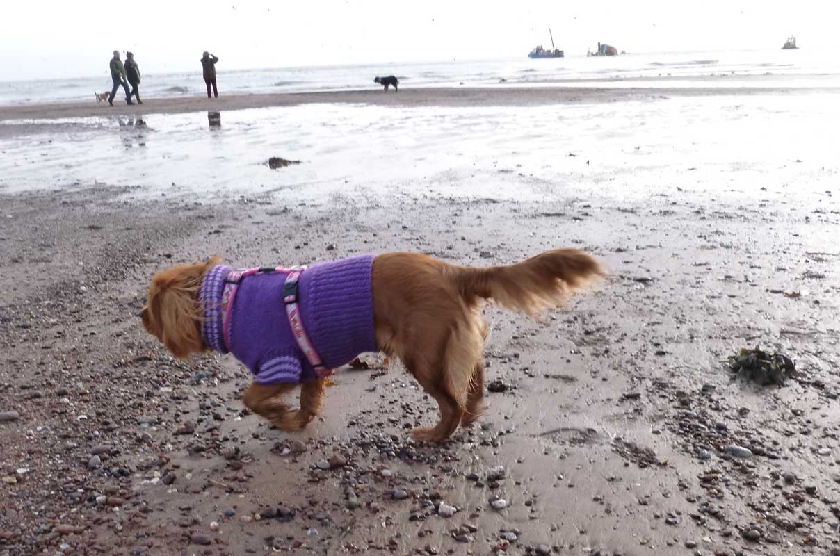 Soggibottom: High Tide and The Girl Rona.