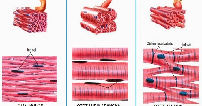 Macam-macam Otot & Sifat Kerja Otot Manusia