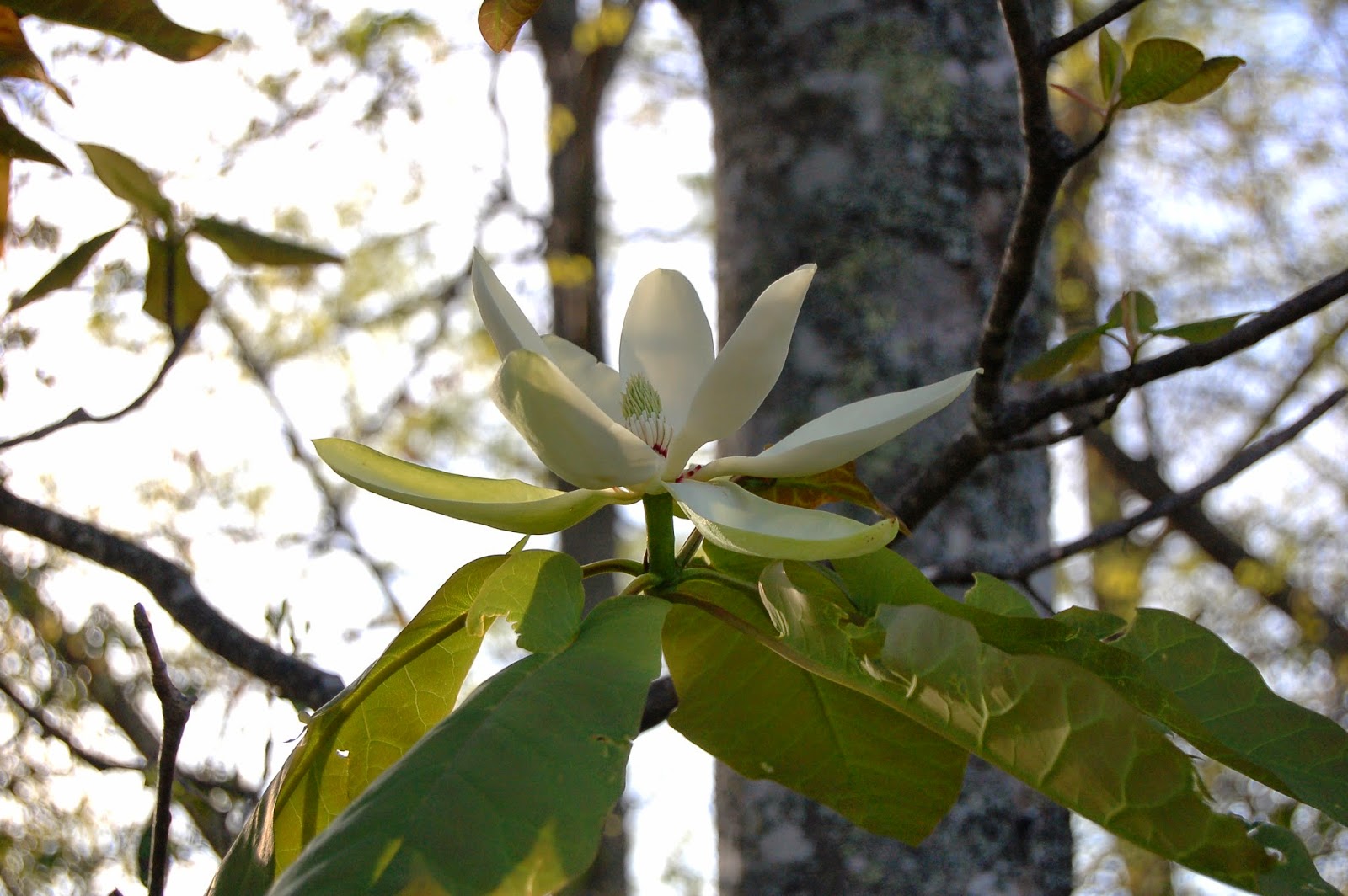 MOUNTAIN MUSINGS: Native Magnolia