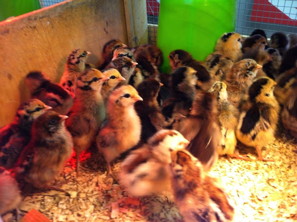 Chick Day !! – This Old House 2