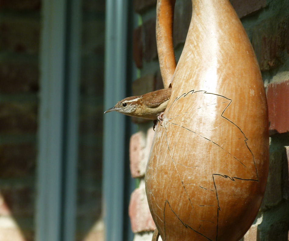Life, Birding, Photos and Everything: Carolina Wrens in Kentucky