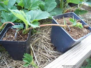 GardenerScott: How to Propagate Strawberries