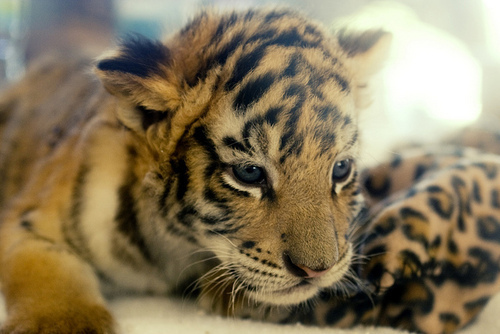 Funny Animals Zone: Cute Baby Tigers 2012 Pictures