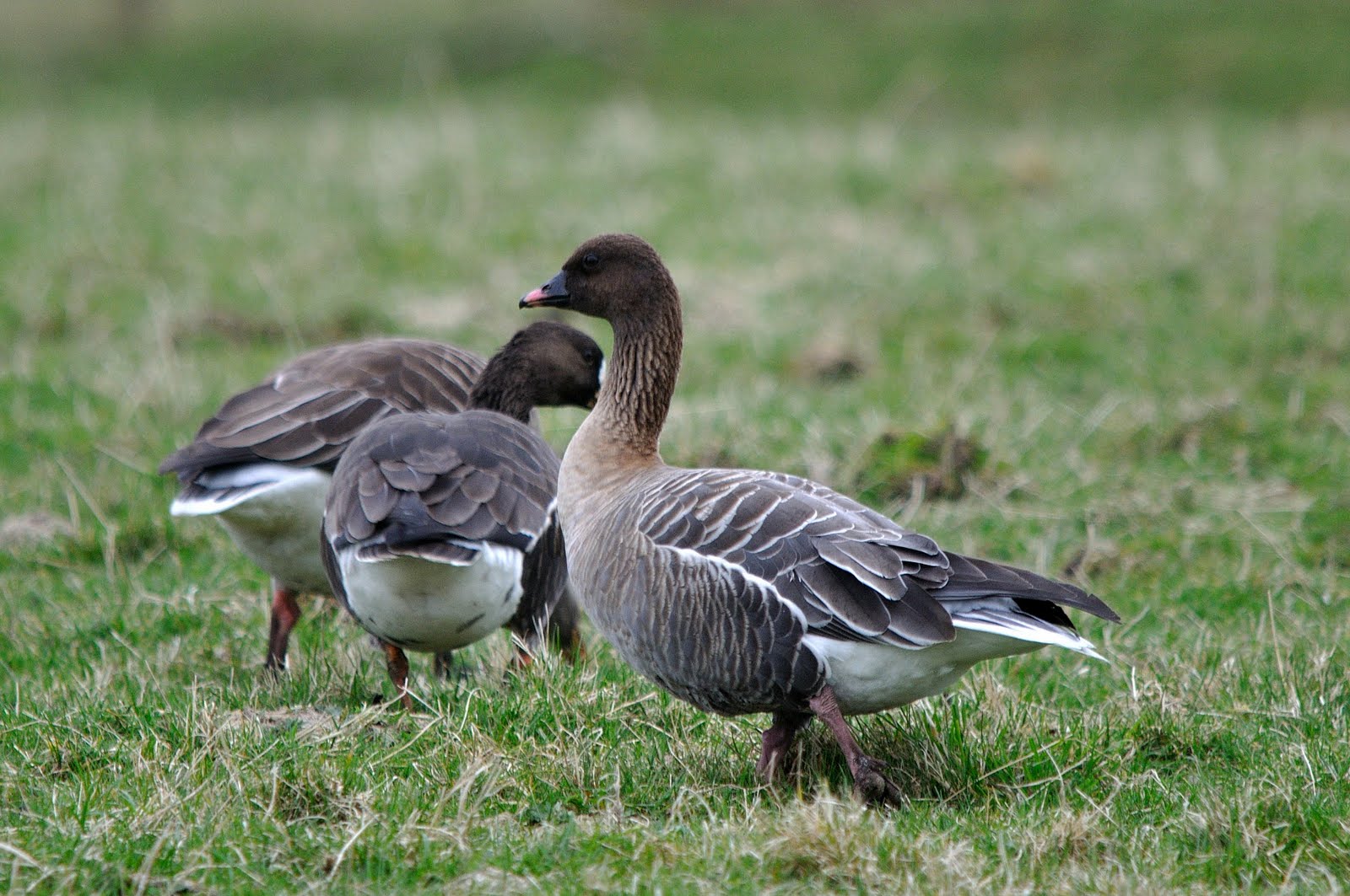 Aquila Bird Tours: Scotland - 5 Day Highlands Tour