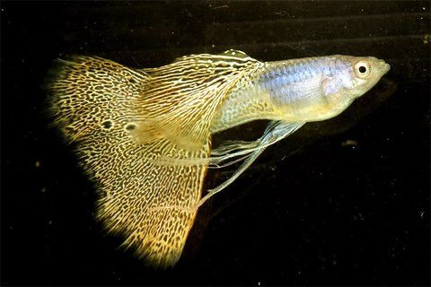 IKAN GUPPY / GEPI / GOBI (POECILIA RETICULATA) - MANGCEK
