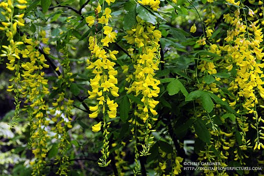Digital Flower Pictures.com: Golden Chain Tree