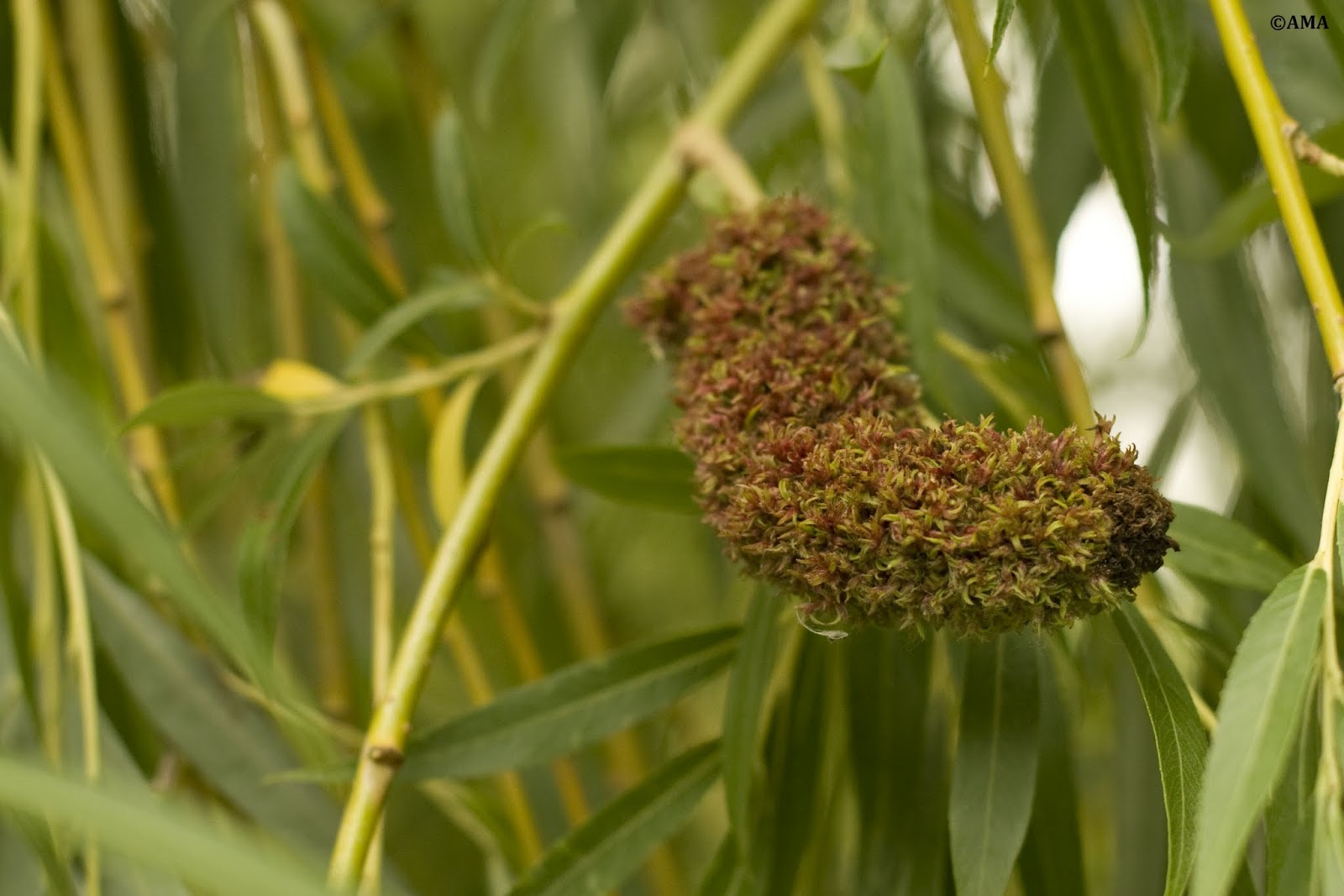 Salcia Plangatoare (Salix babylonica) - Pastelurile Naturii