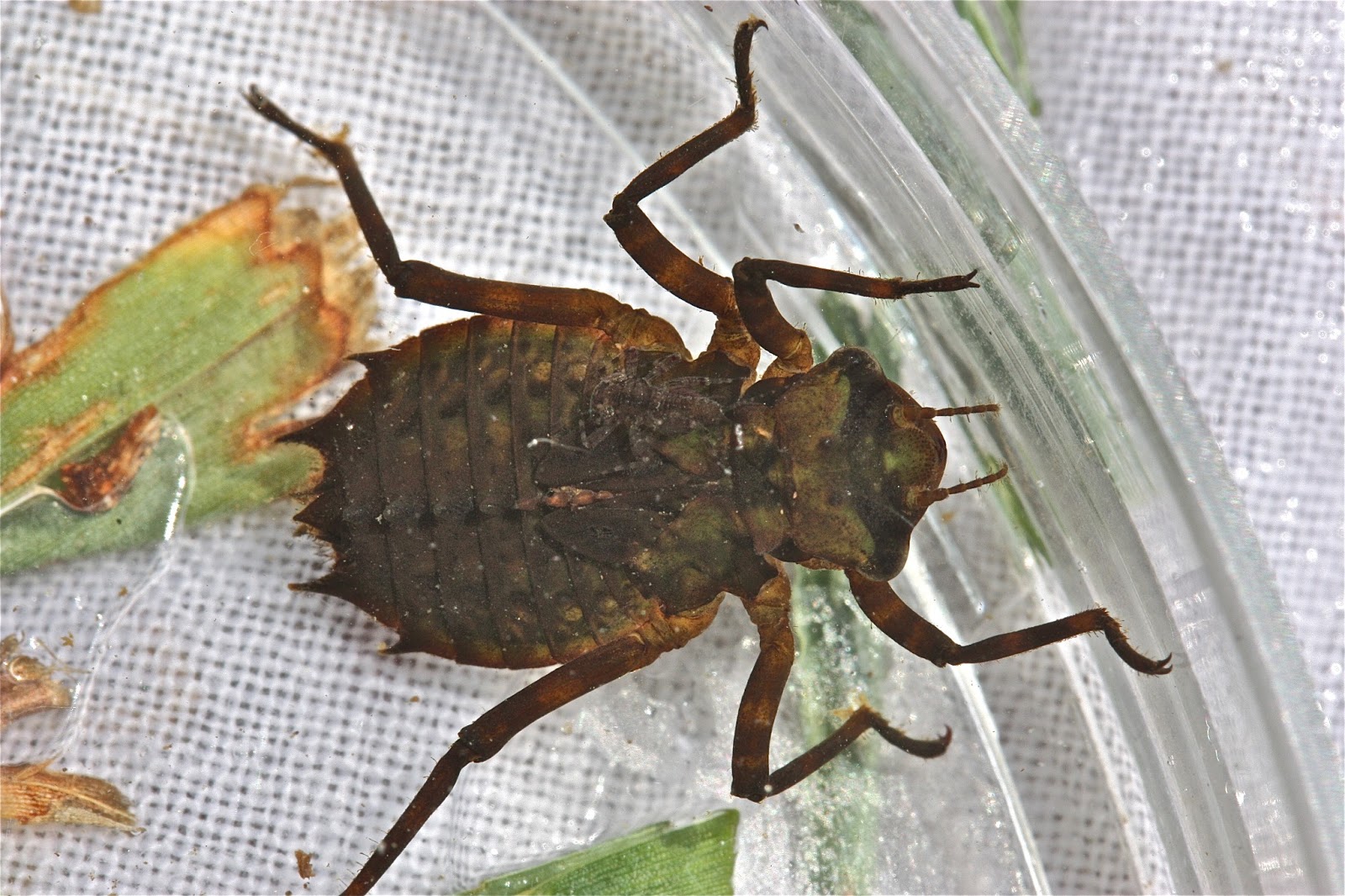 Aquatic Insects of Central Virginia: EPT List: Summer insects in the ...