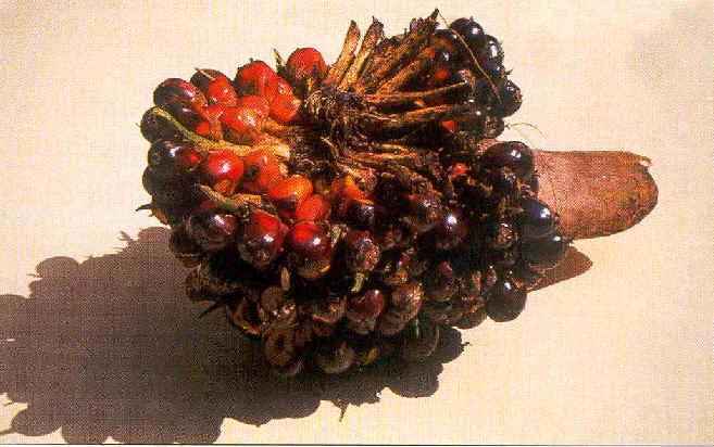 Mari Jadi Orang Baik: PENGGREDAN BUAH KELAPA SAWIT