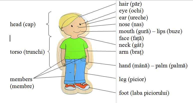 Engleza Interactiv: Partile Corpului in Limba Engleza (Body Parts ...