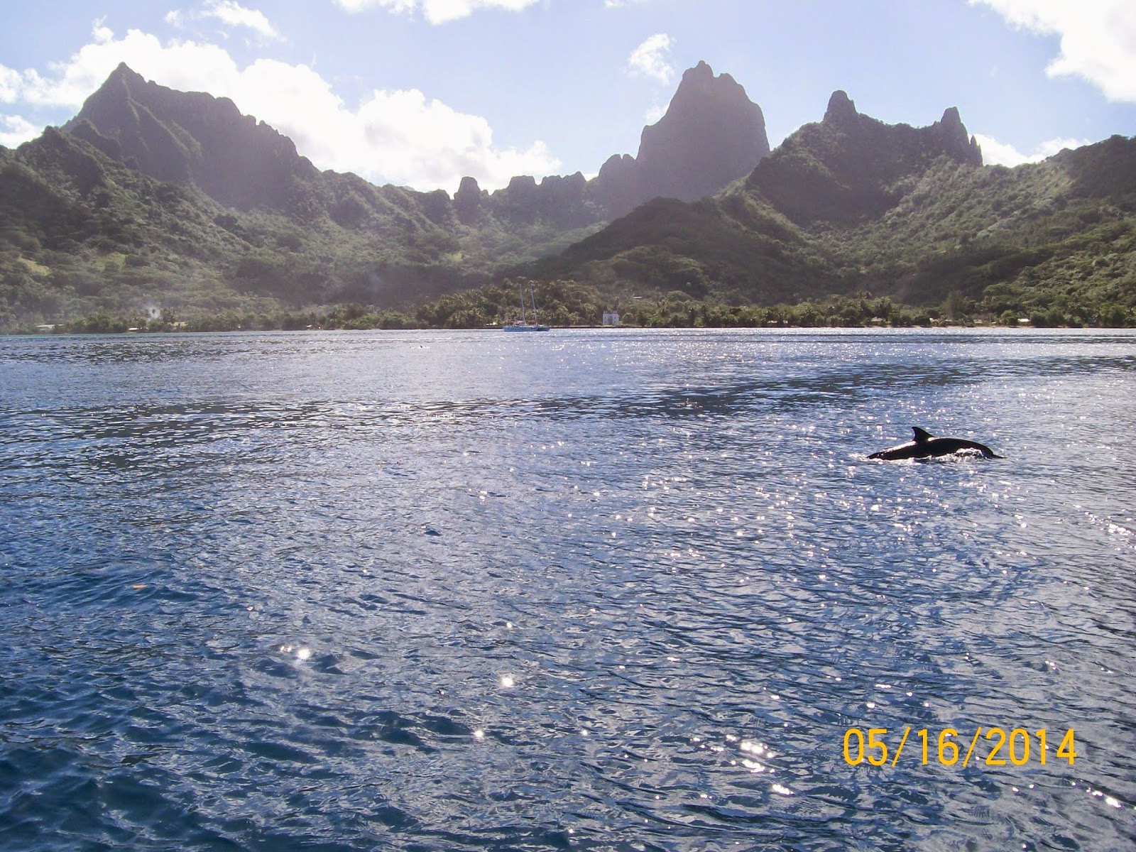 Rockhounding Around: Incredible Cruise: Day 7 - Moorea- Dolphin ...