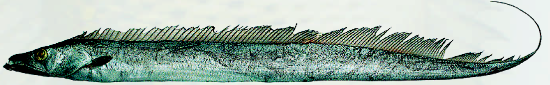 LebensArt Uruguay: Pescados Uruguay