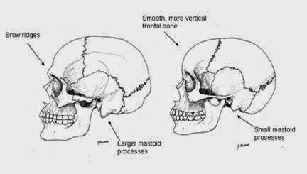 Determining Sex using the skull - Forensicpedia