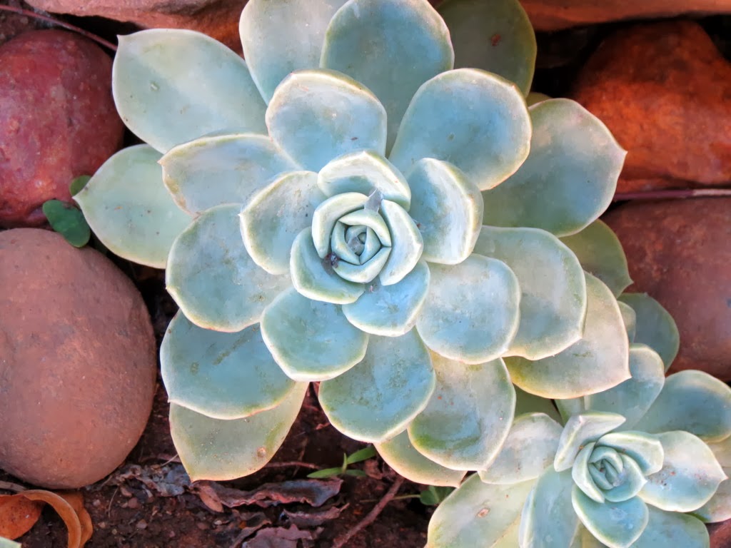 Kreatiewe Joernaal: litroos