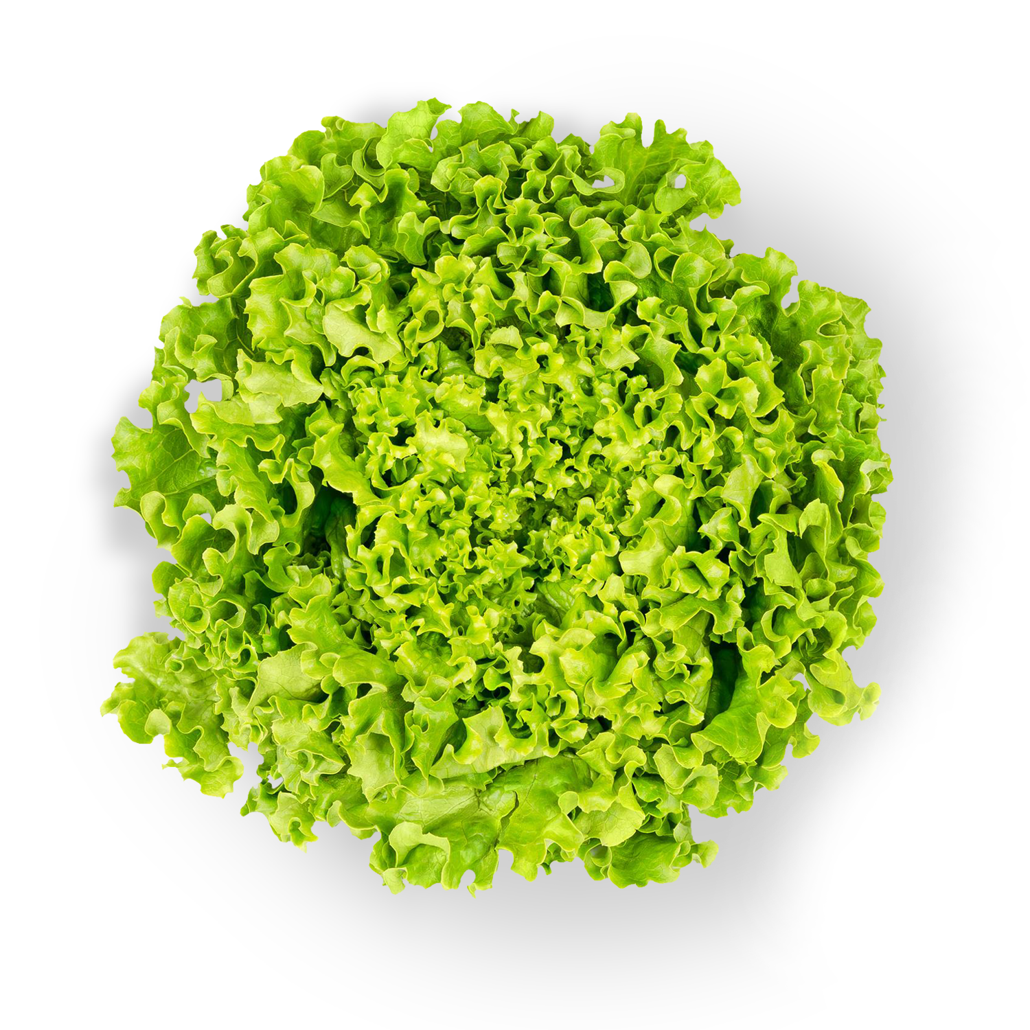 El huerto de La Arboleda: VARIEDADES DE LECHUGAS