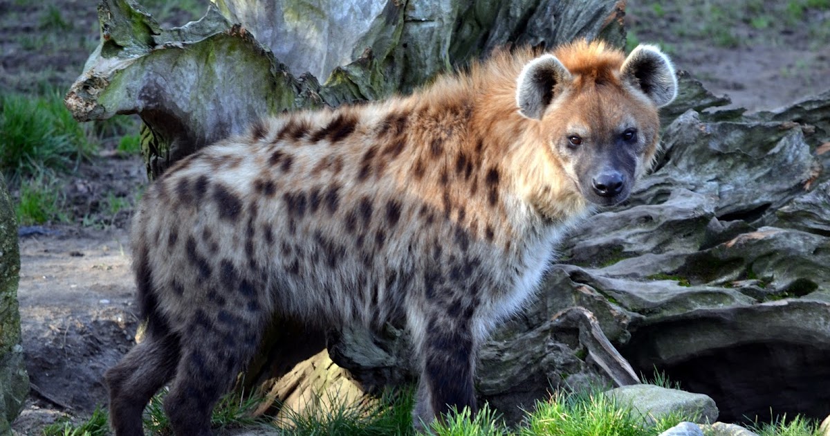 Cole Nimmo's Mythology-Folklore Blog : Story Planning: Henry the Hyena