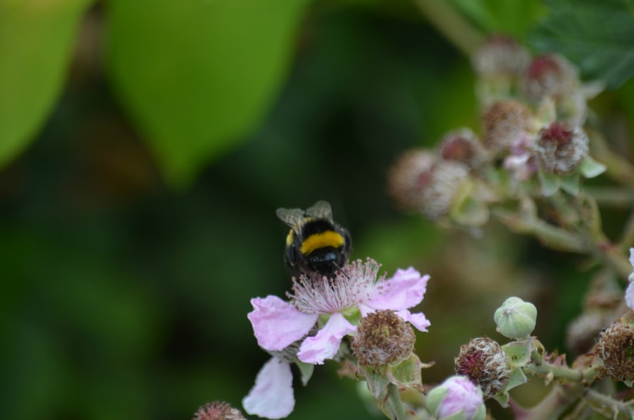 Pourquoi le Bourdon?