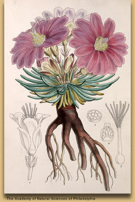 Wild and Free Montana: The Bitterroot Backstory