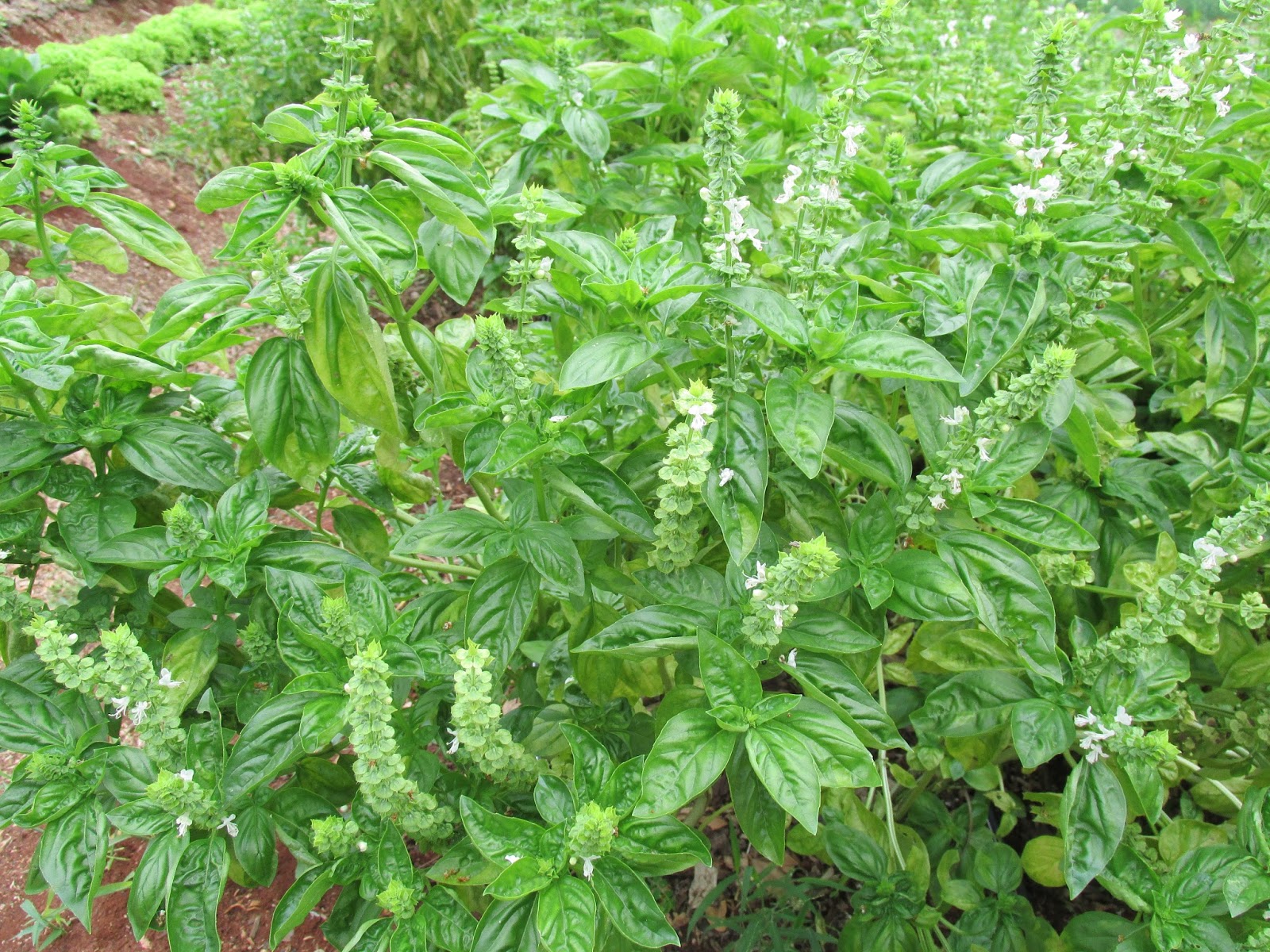 .: Manjericão-Zaatar e Alfavacão