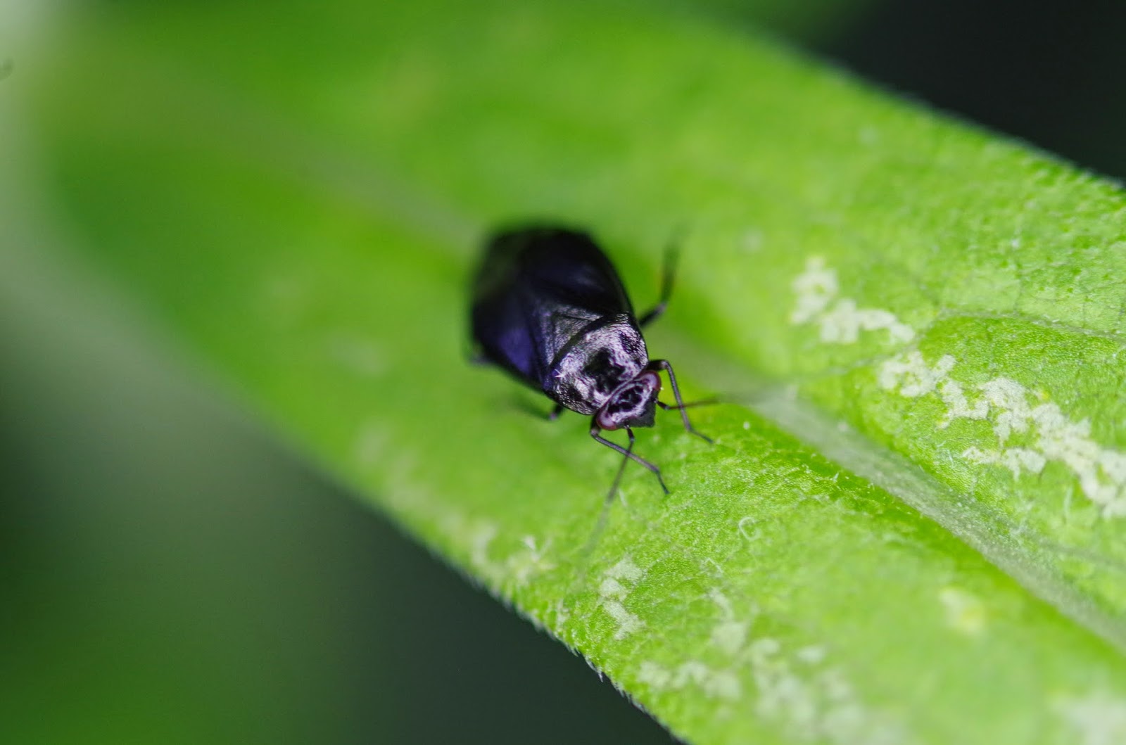 The Bugs in the Backyard: Bugs in Time