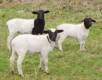 CRIADERO OVEJA DORPER ESPAÑA: CRIADERO OVEJA DORPER ESPAÑA