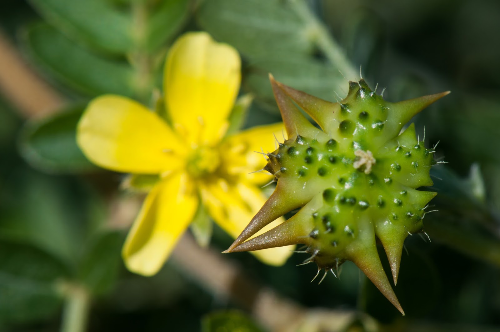 Desde Alájar: Abrojos